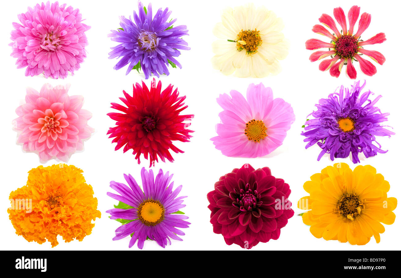 Garden flowers in many different colors isolated over white Stock Photo ...