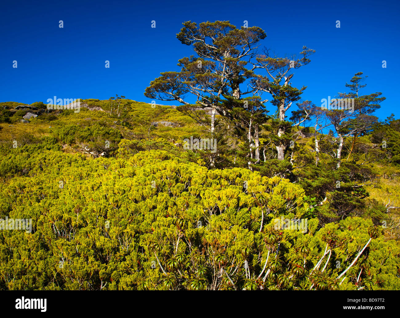 New Zealand Southland Fiordland National Park Native bushland near ...