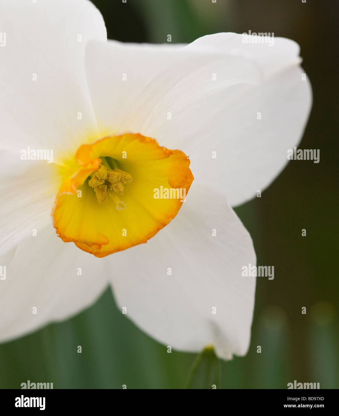 Royal daffodil hi-res stock photography and images - Alamy