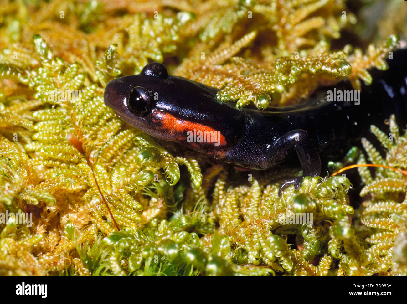 Appalachian Woodland Salamander Amid Moss in the Great Smoky Mountains ...