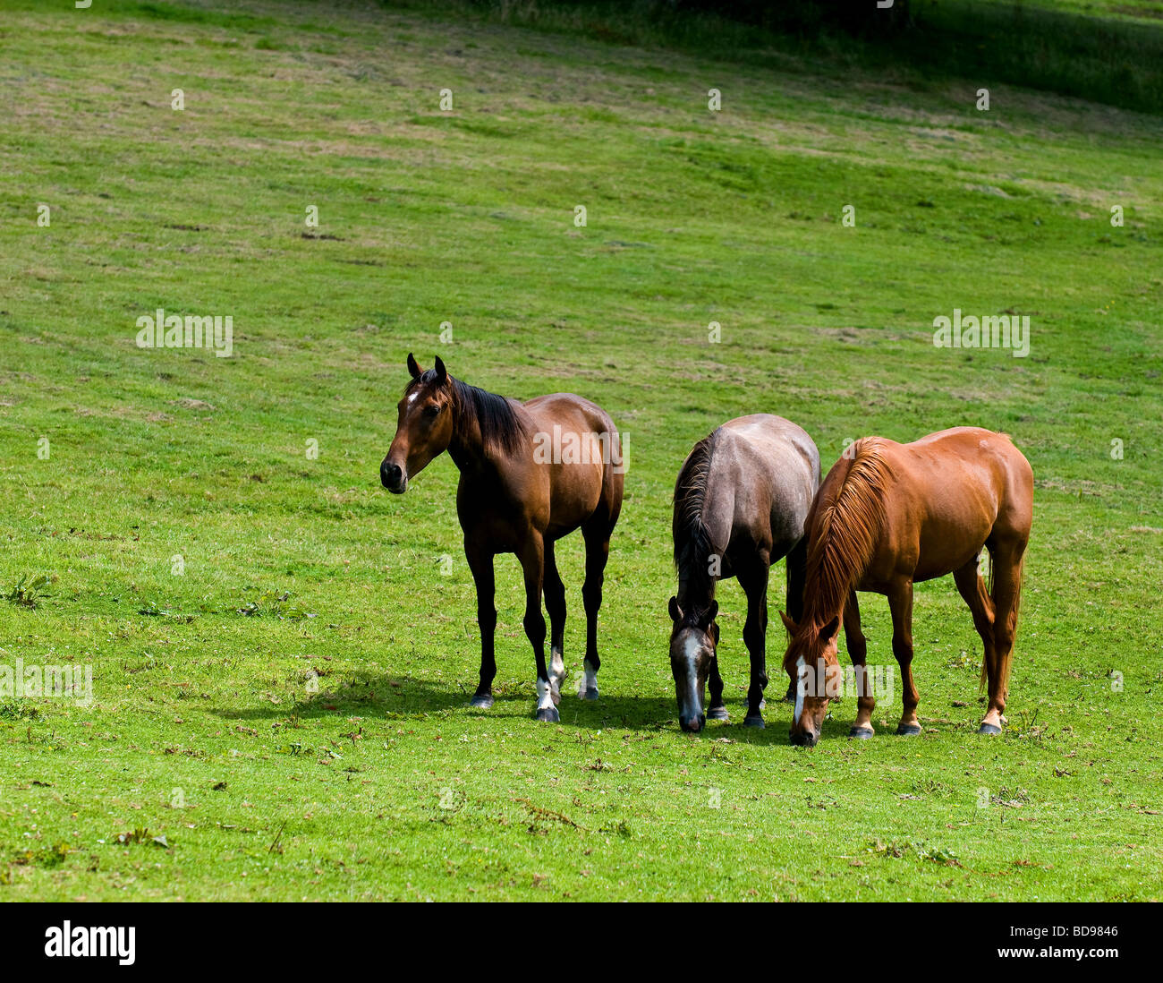 Three horses in a field in Cornwall. Photo by Gordon Scammell Stock ...