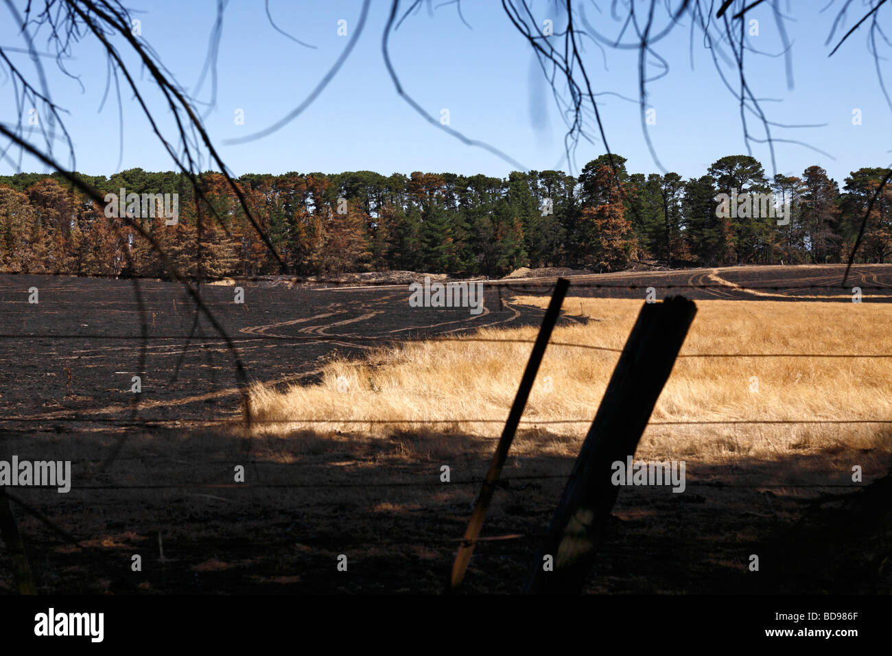 australian bush fire damage,australian bush fire aftermath,post ...
