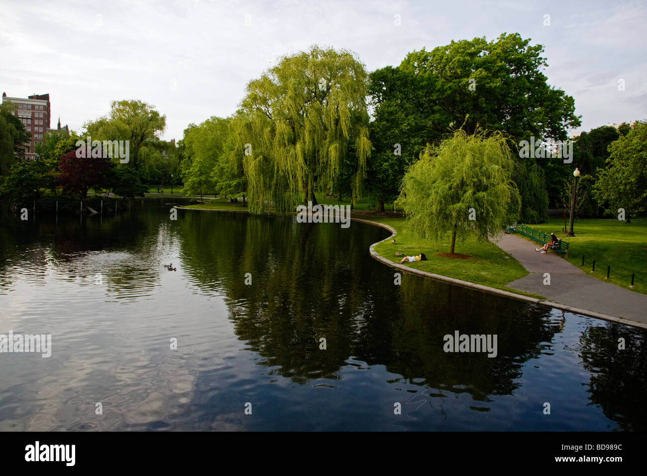 The LAGOON is a small lake in the BOSTON COMMON which is a public park ...