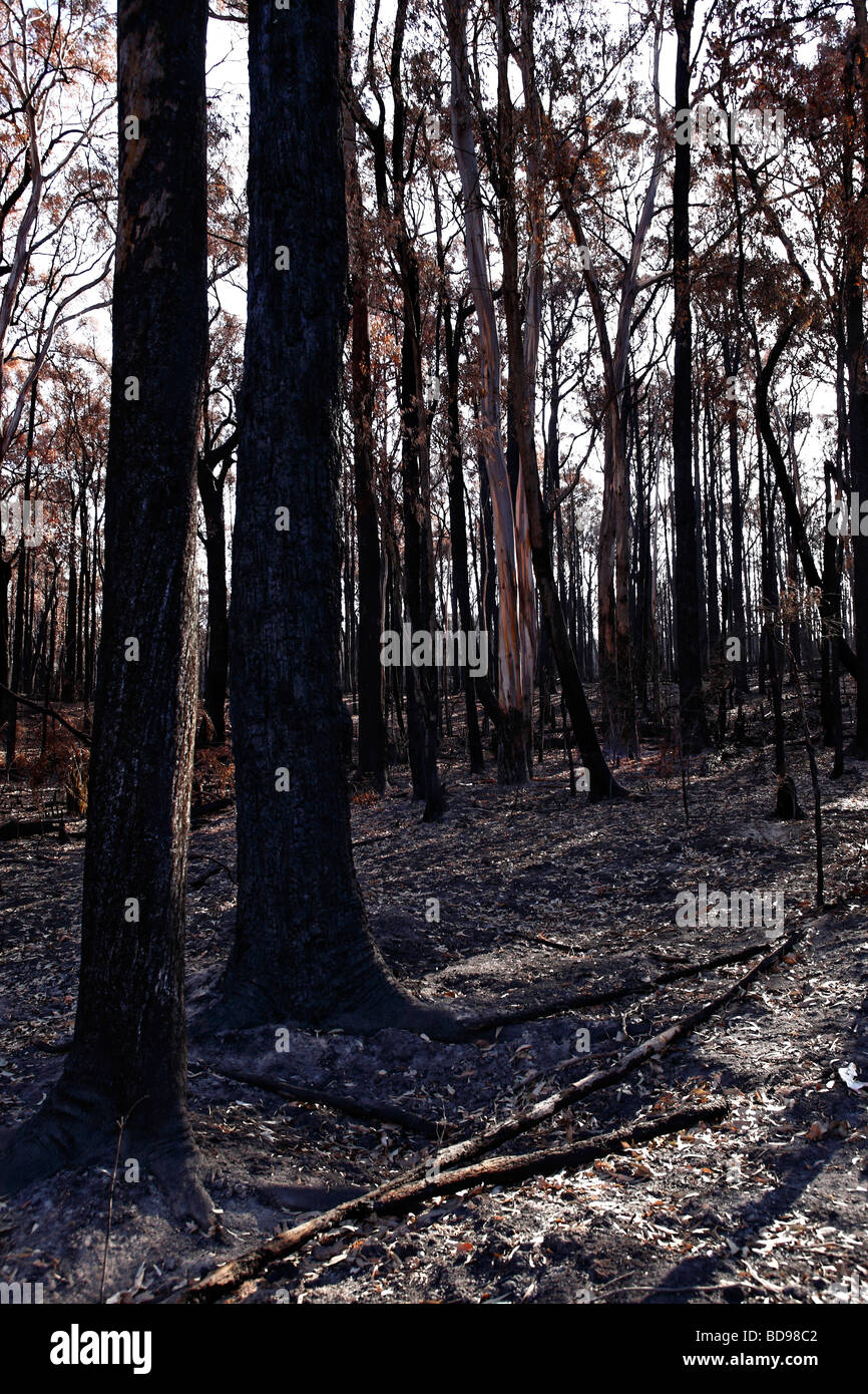 australian bush fire damage,australian bush fire aftermath,post ...