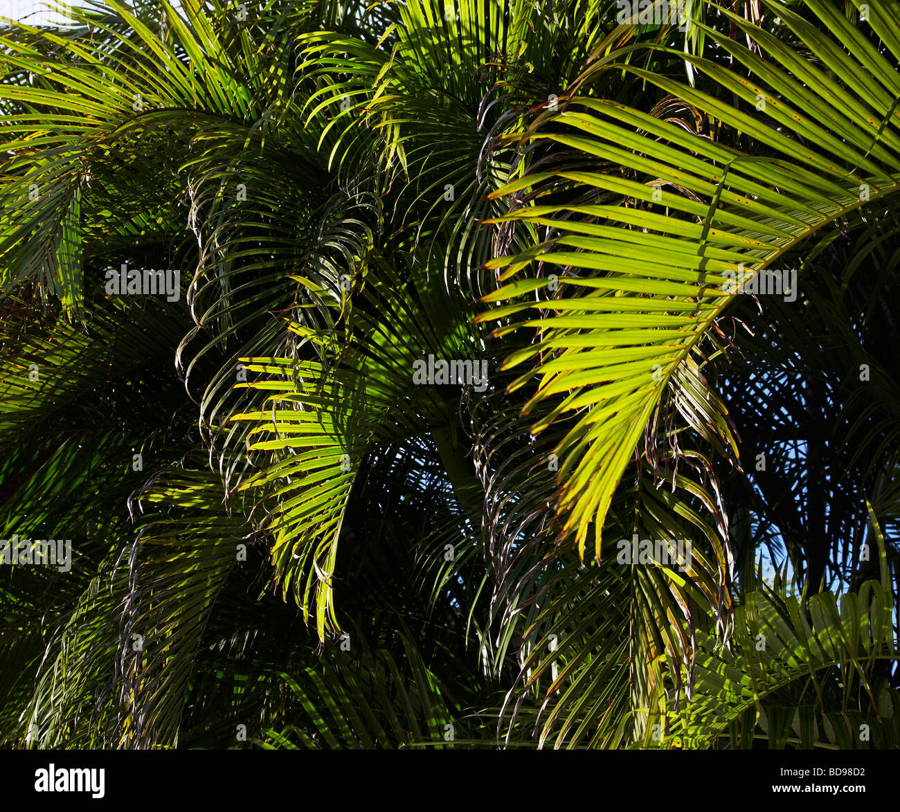 leaves of palm tree Stock Photo - Alamy
