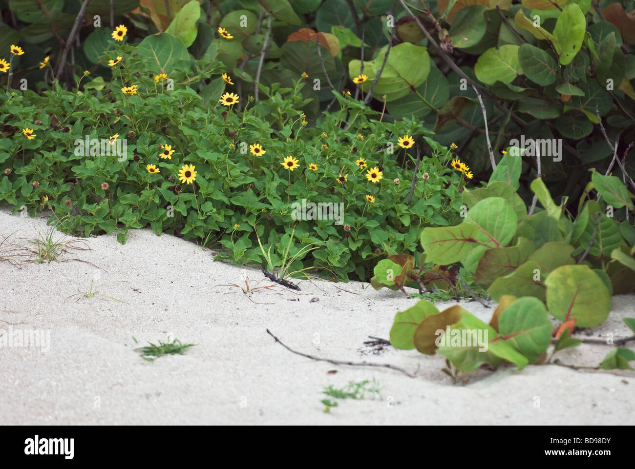 vegetation growing on beach dune Beach Dune Sunflower and Sea Grape ...