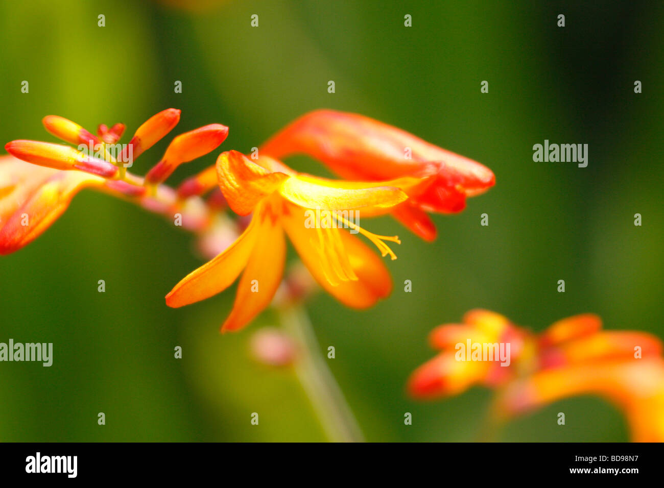 Orange montbretia hi-res stock photography and images - Alamy