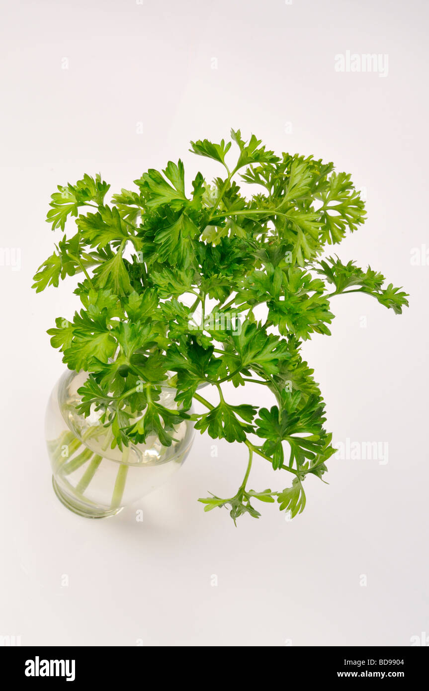 Bunch of fresh flat leaf parsley in clear vase filled with water on ...