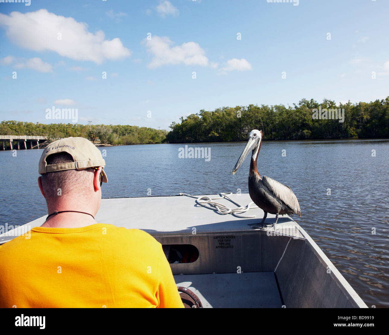 Pelican sitting hi-res stock photography and images - Alamy