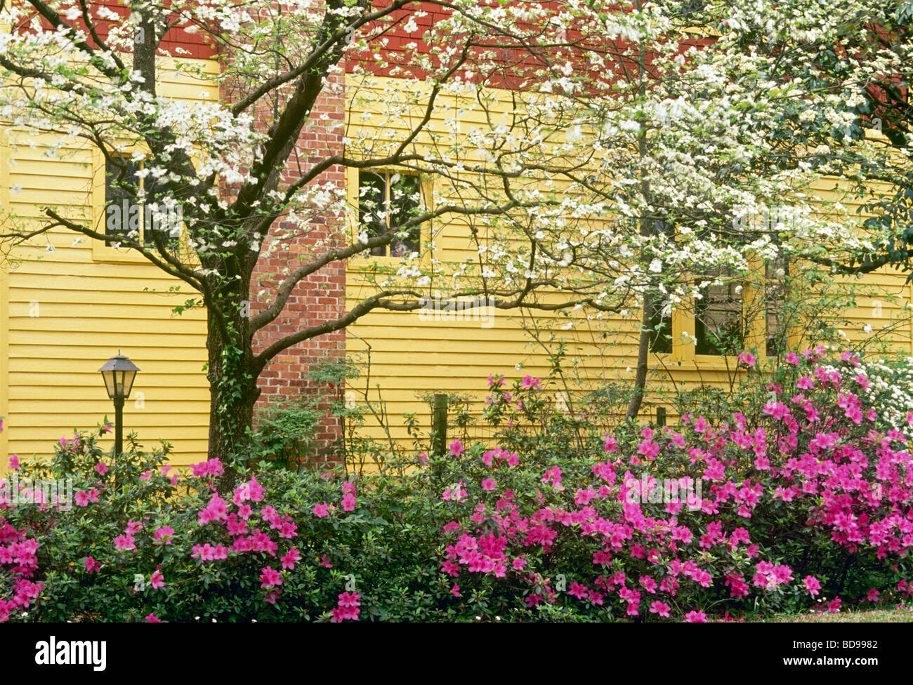 Side view of historic home in the American south with dramatic blooming ...