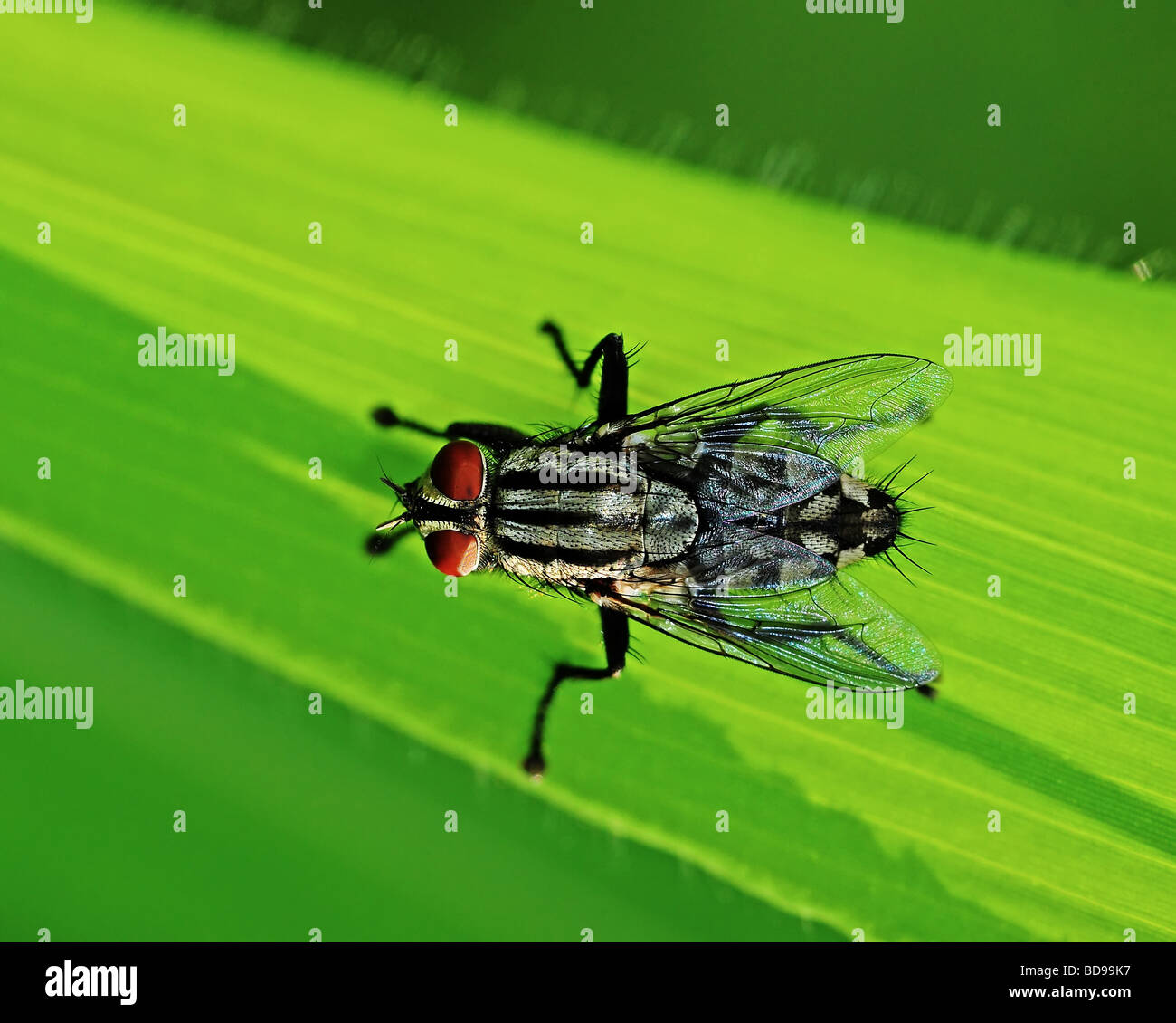 Housefly Mating High Resolution Stock Photography and Images - Alamy