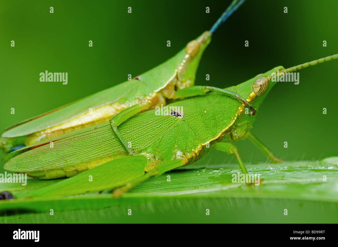 grasshopper mating in the parks Stock Photo - Alamy