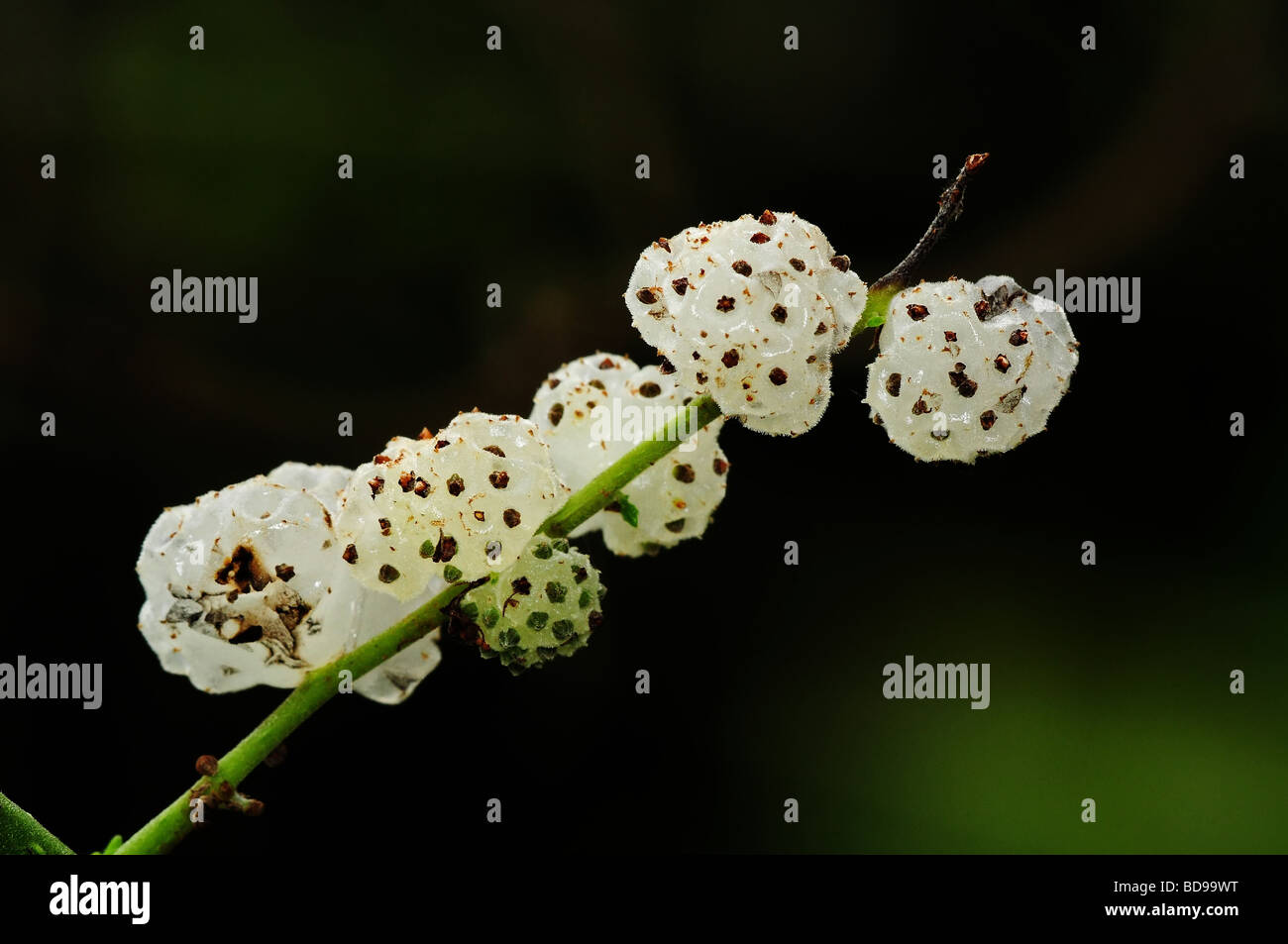 bubble flower in the parks Stock Photo - Alamy