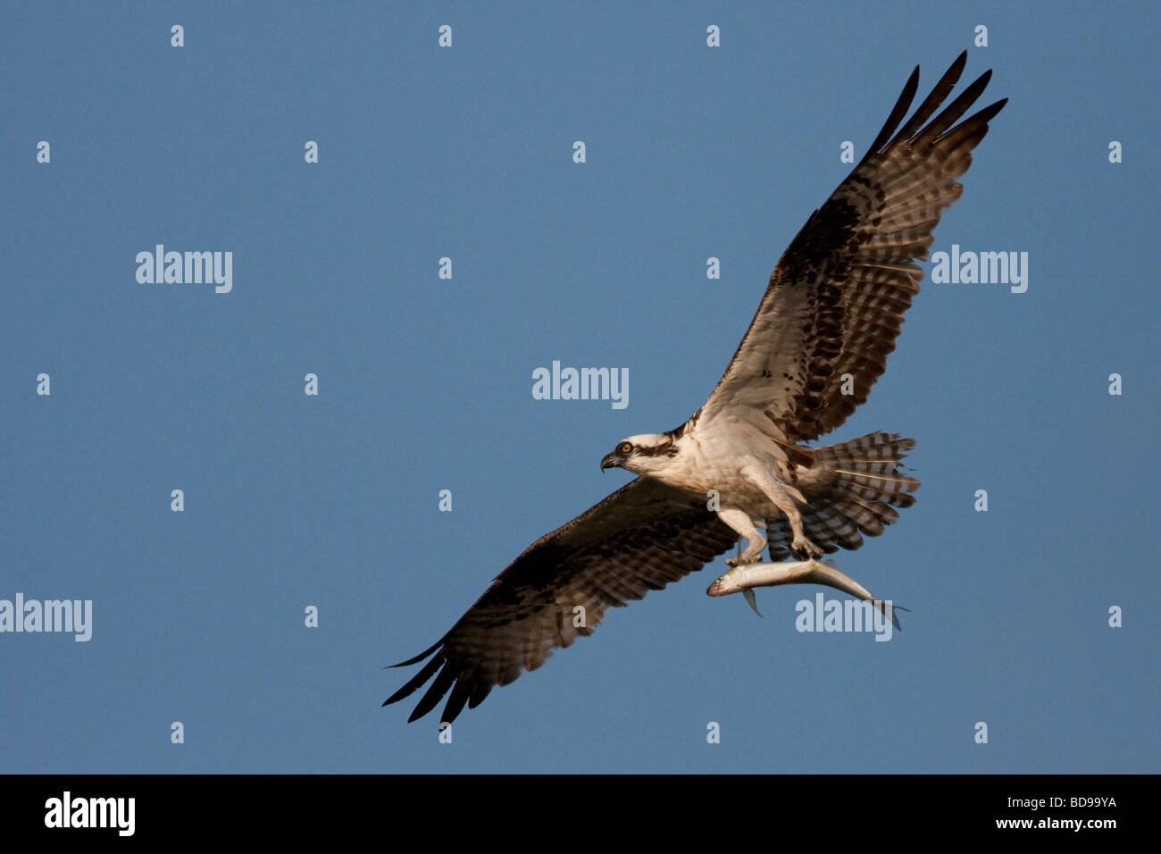 Osprey flying with a fish, Point Reyes National Seashore, Caifornia ...