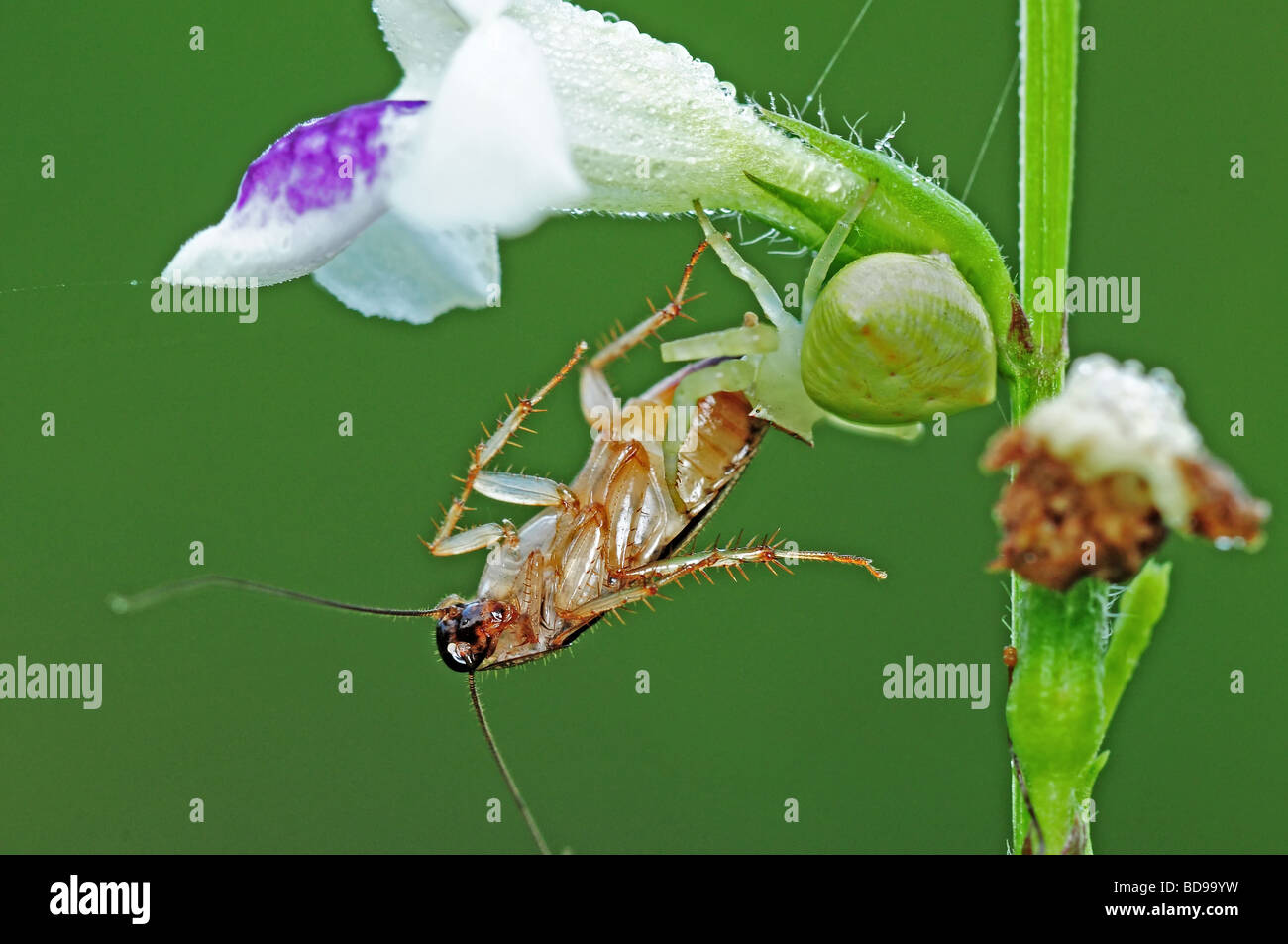crab spider eating an insect in the parks Stock Photo - Alamy