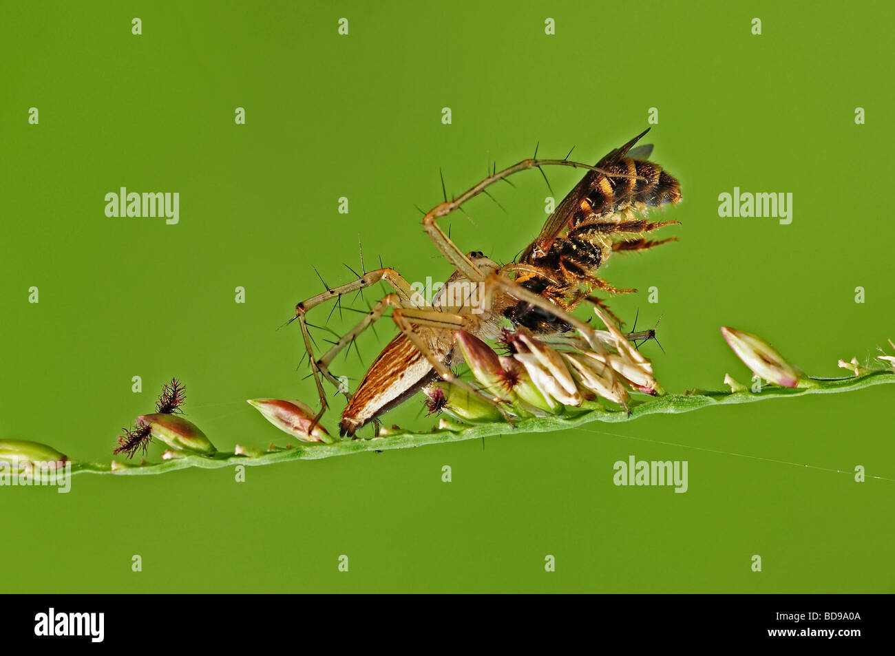 lynx spider eating a bee in the parks Stock Photo - Alamy
