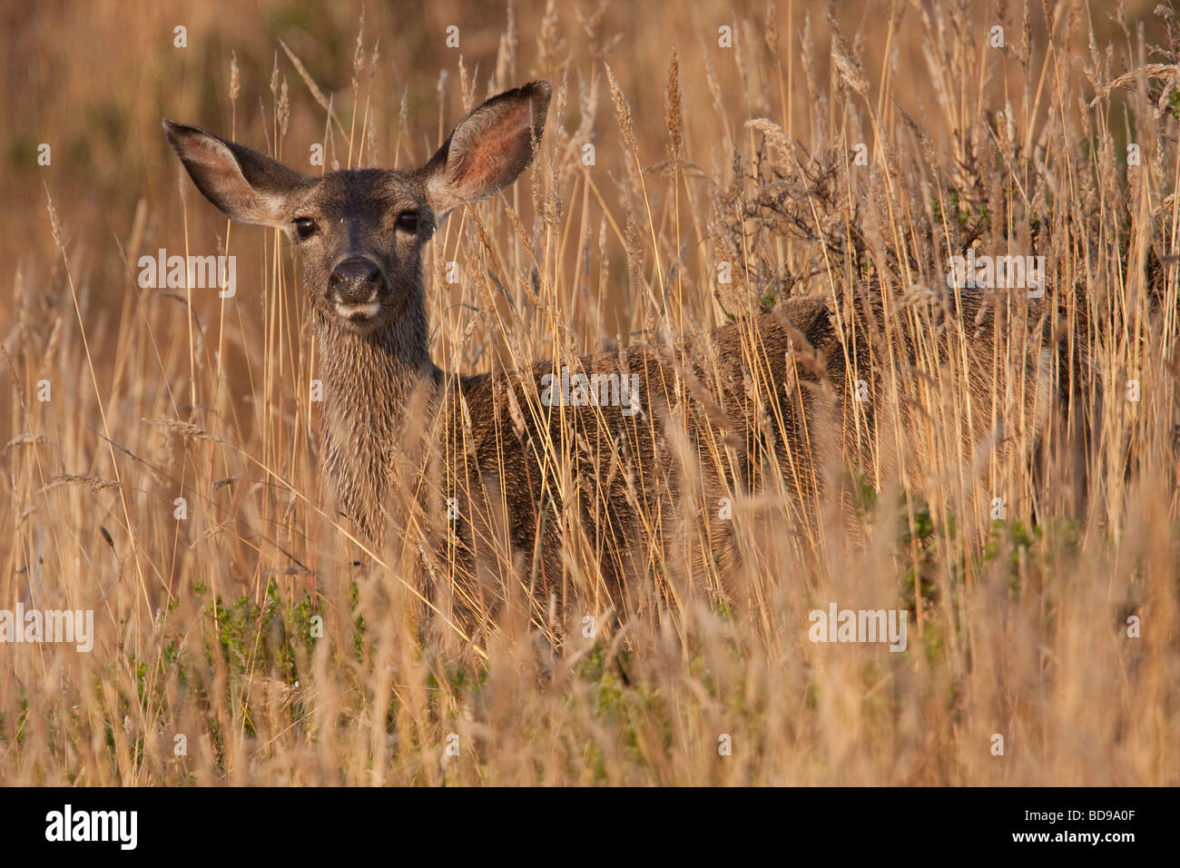 Mule deer in the Estero Trail at sunrise, Point Reyes National seashore ...