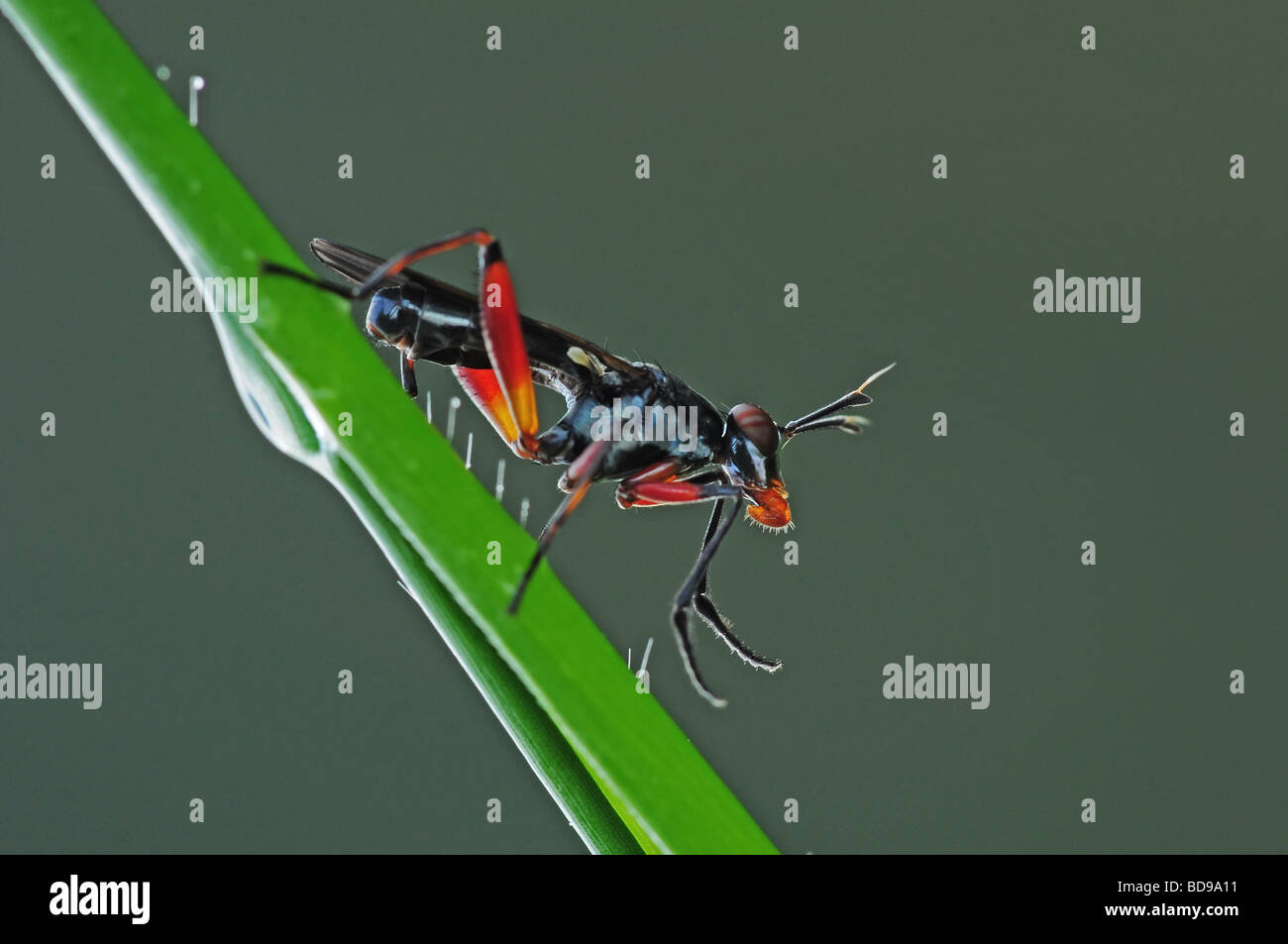 Stink insect hi-res stock photography and images - Alamy