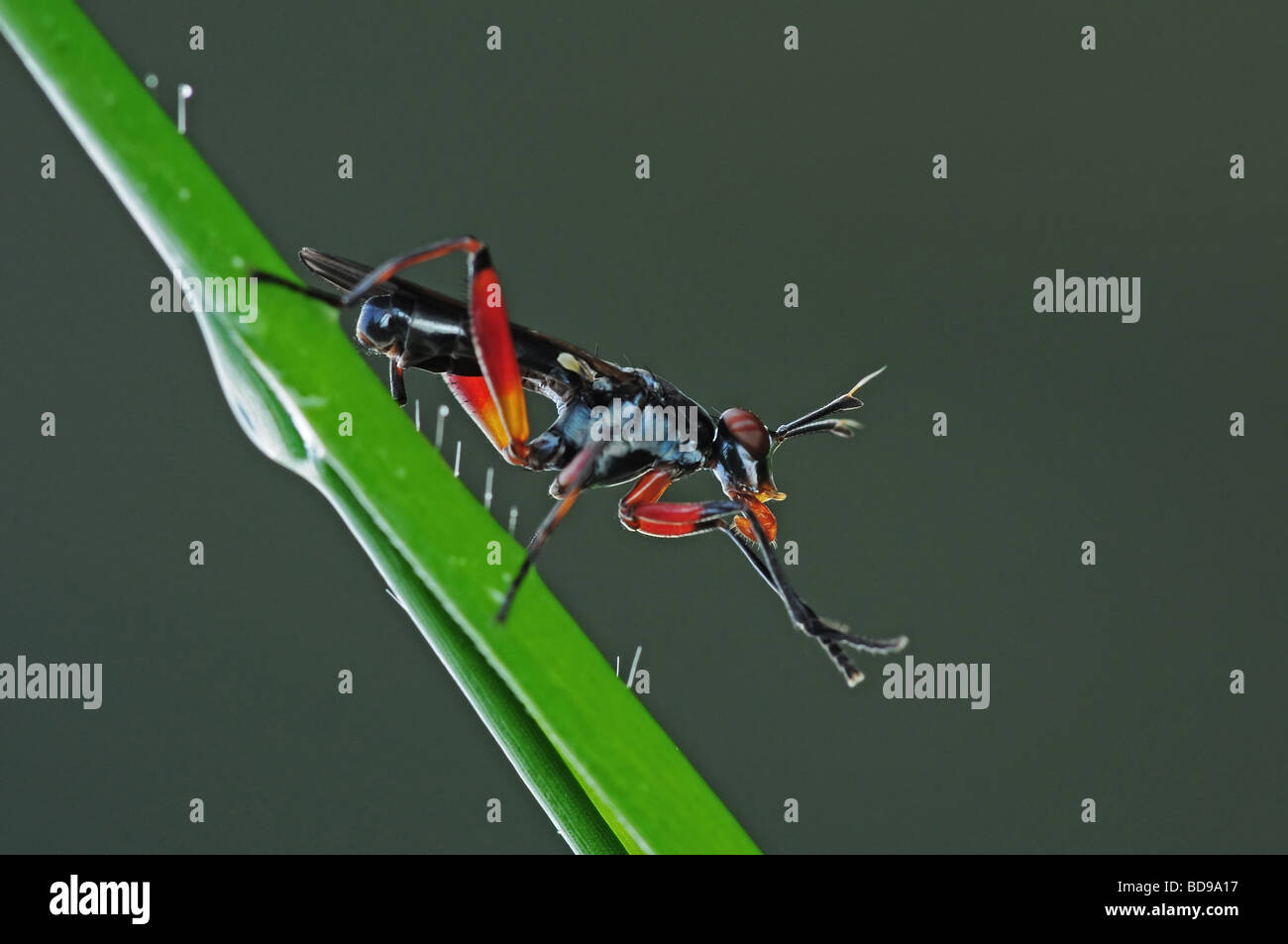 black insect in the parks Stock Photo - Alamy