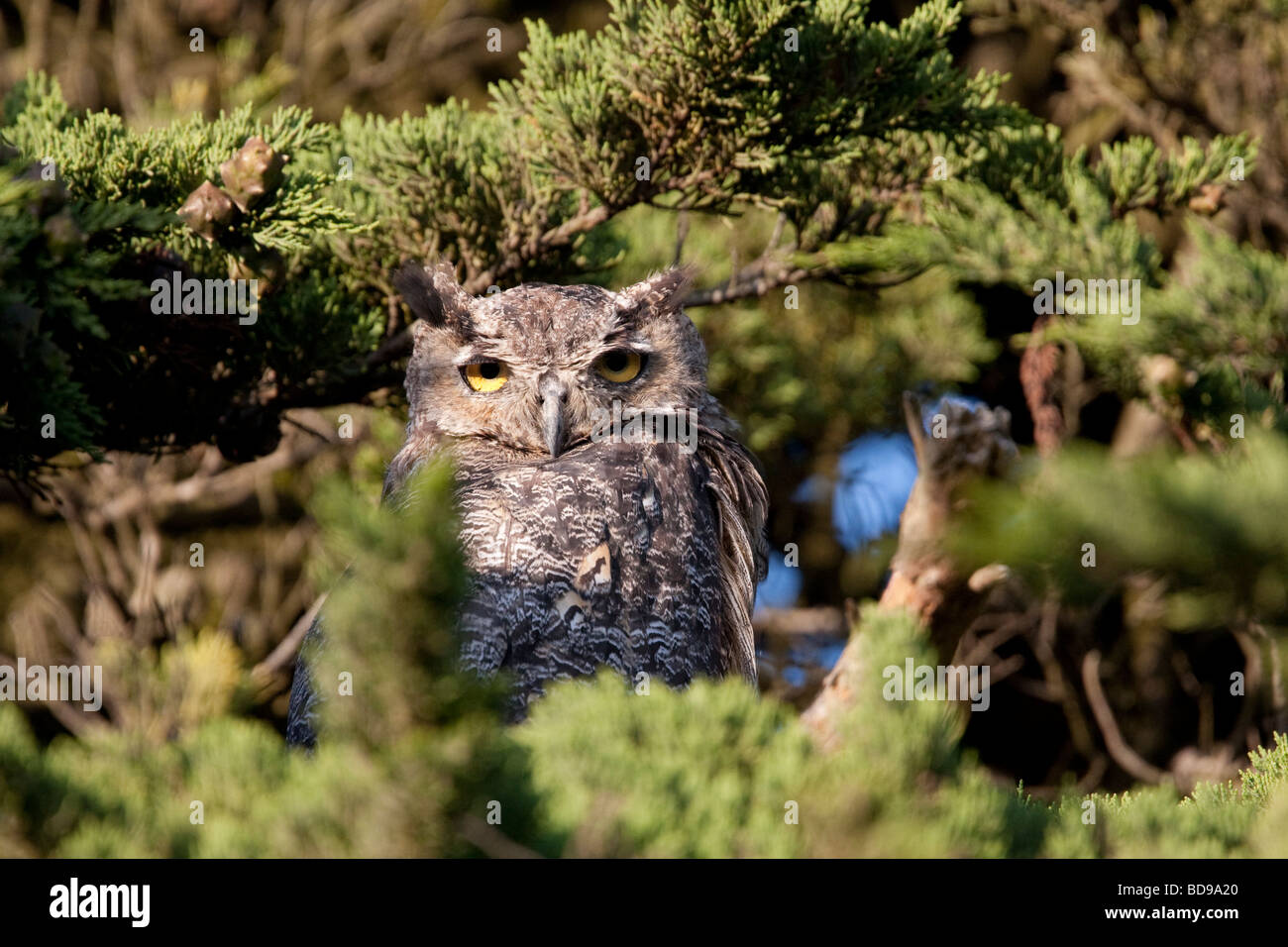 Owl hiding branches hi-res stock photography and images - Alamy
