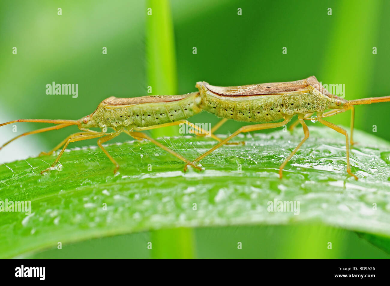 stink bug mating in the parks Stock Photo - Alamy