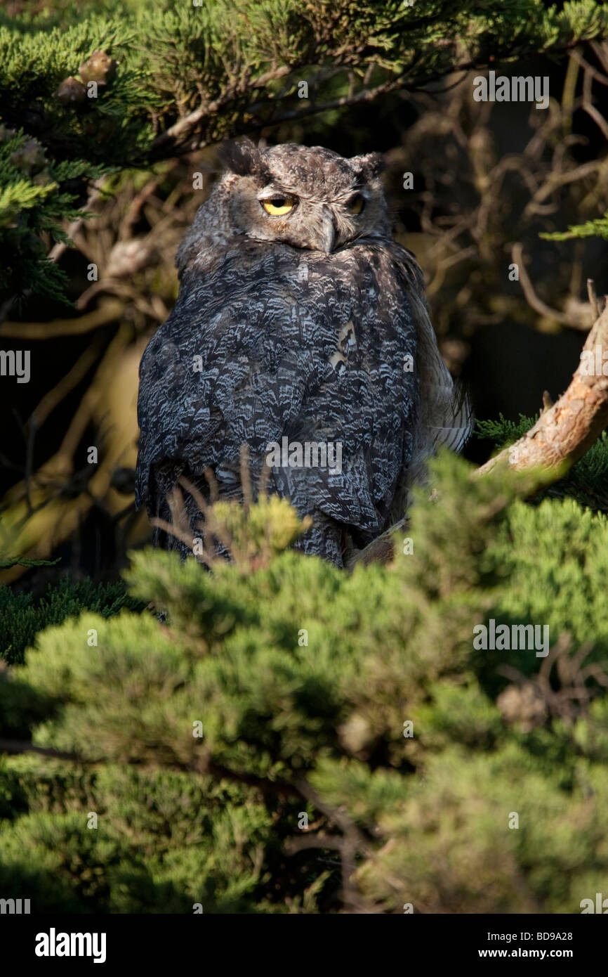 Owl hiding branches hi-res stock photography and images - Alamy