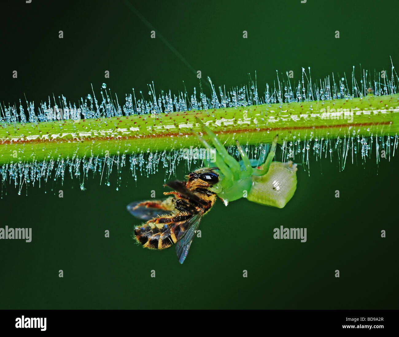 crab spider eating a bee Stock Photo - Alamy