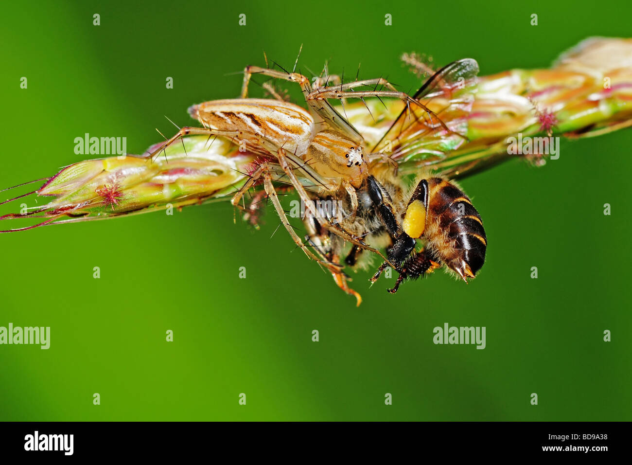 lynx spider eating a bee Stock Photo - Alamy