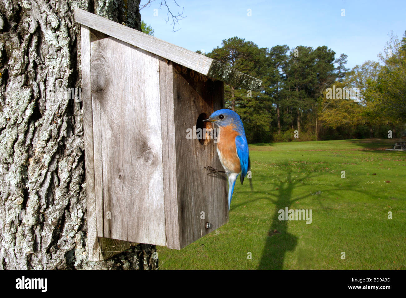 Eastern Bluebird perched at Nest Box Stock Photo - Alamy