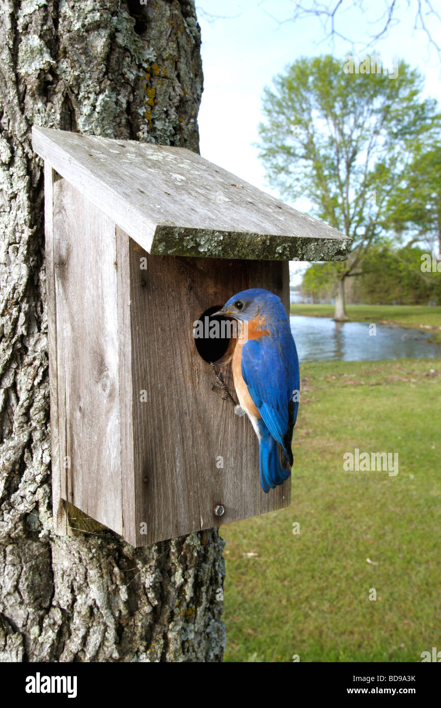 Eastern Bluebird perched at Nest Box - Vertical Stock Photo - Alamy