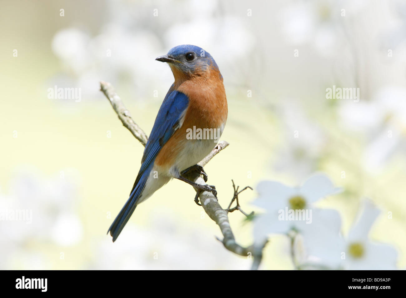Eastern Bluebird perched in Dogwood Tree Stock Photo - Alamy