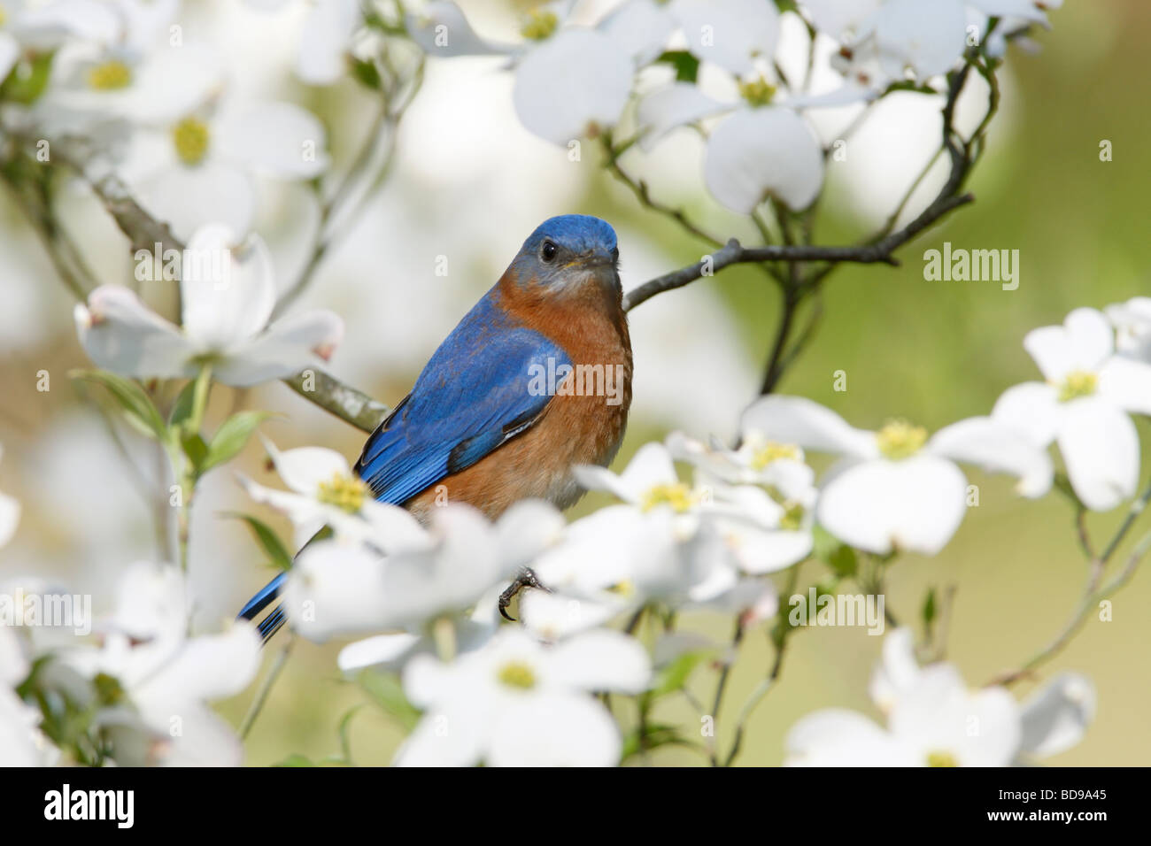 Eastern Bluebird perched in Dogwood Tree Stock Photo - Alamy