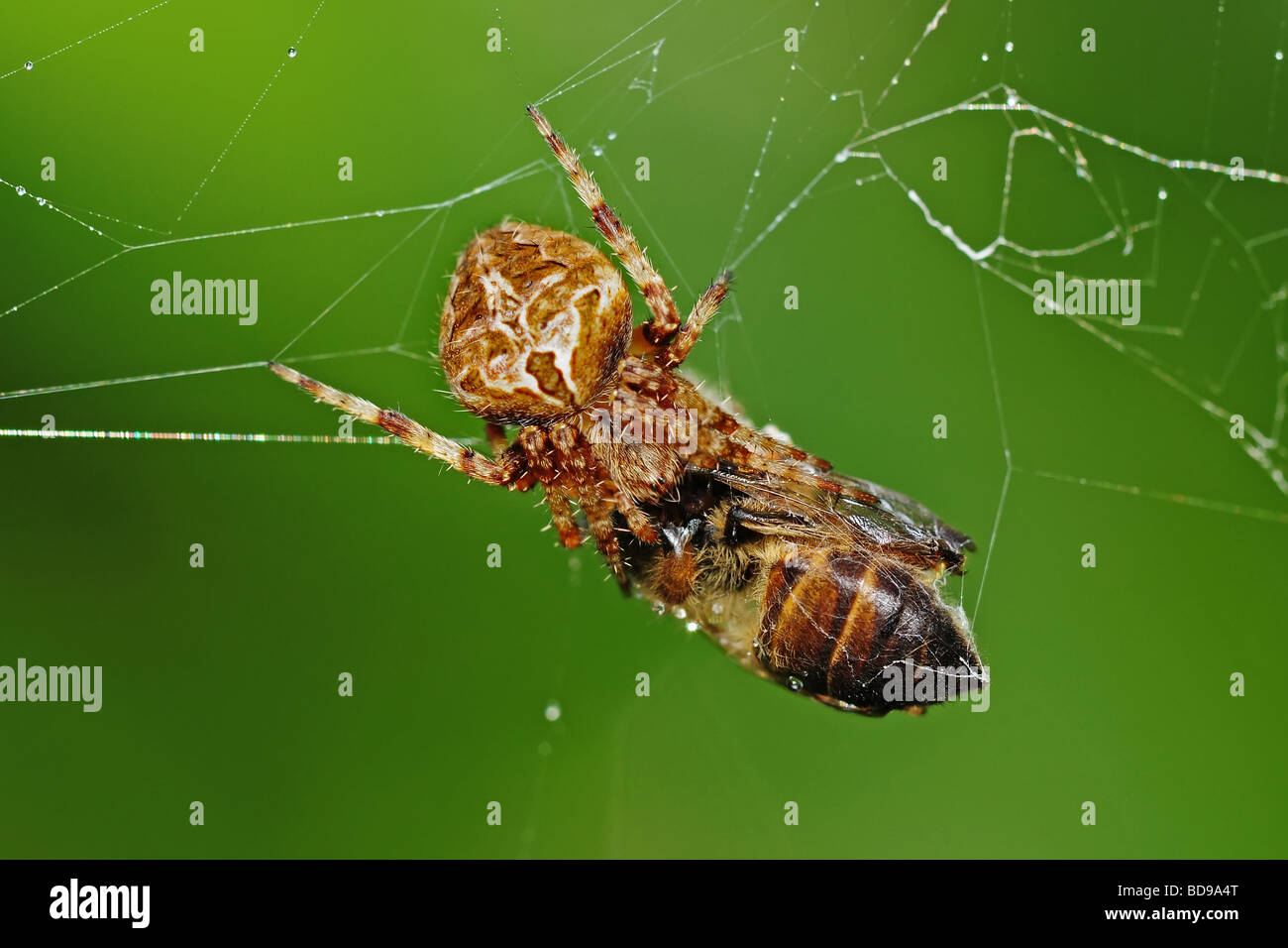 brown legged spider eating a bee Stock Photo - Alamy