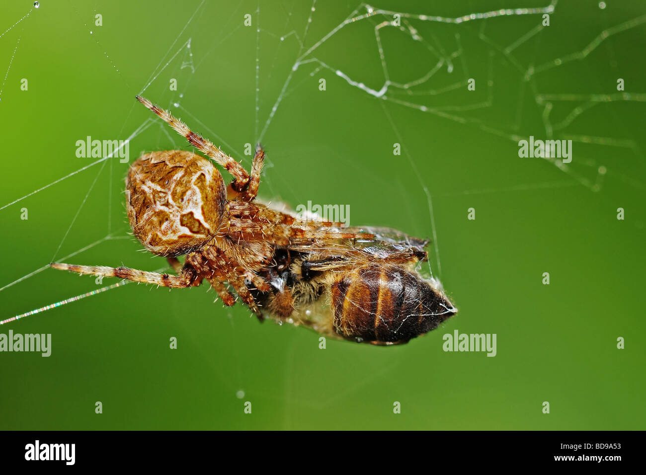 brown legged spider eating a bee Stock Photo - Alamy