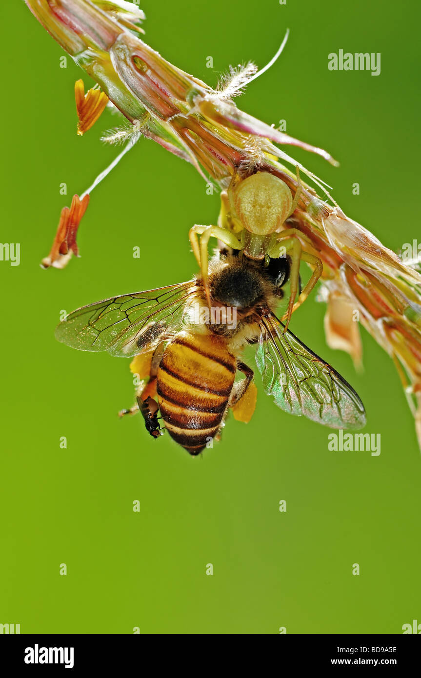 crab spider eating a bee Stock Photo - Alamy