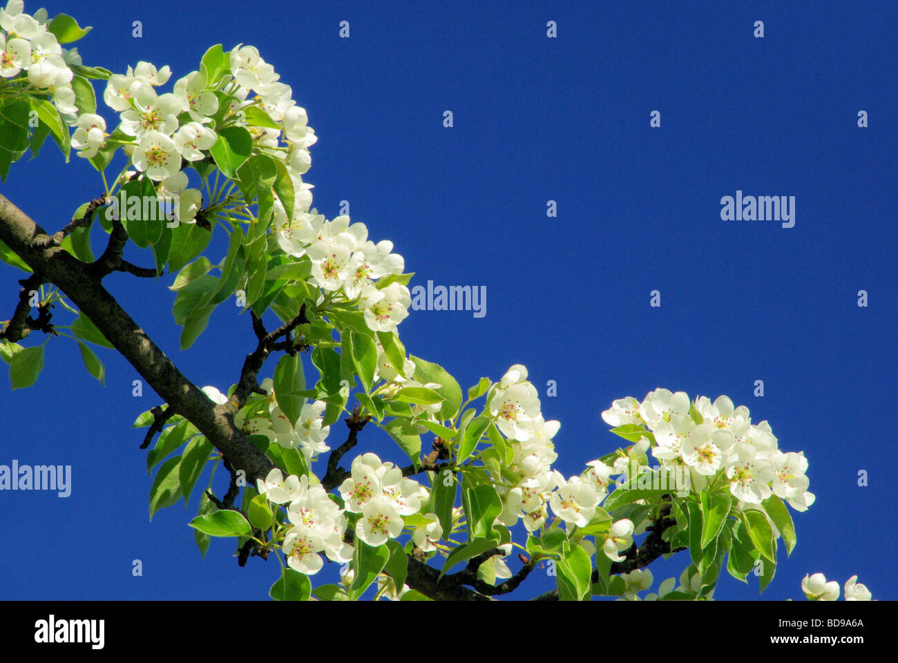 Birnbaumblüte flowering of pear tree 43 Stock Photo - Alamy