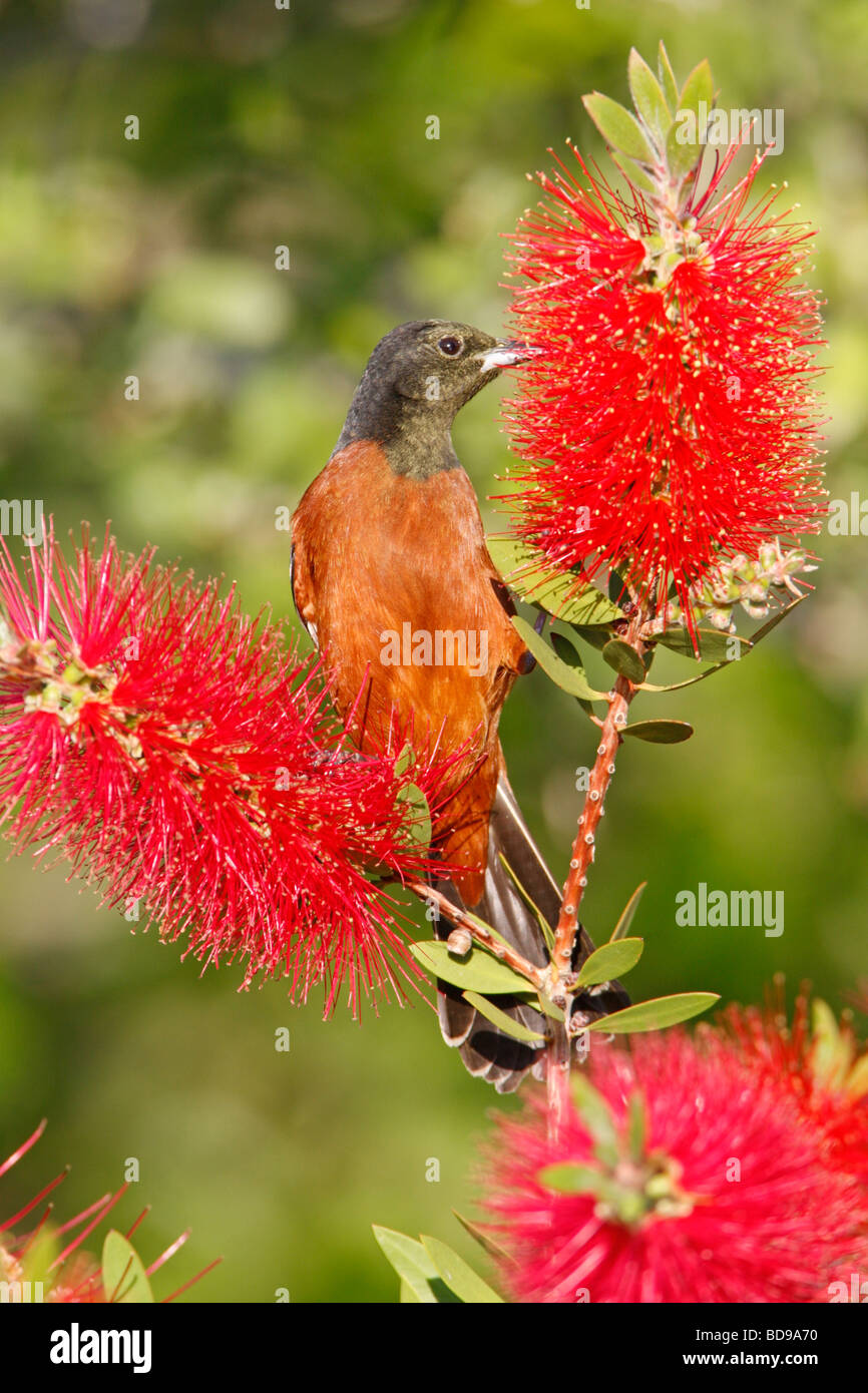 Orchard Oriole perched in Bottlebrush Tree Stock Photo - Alamy