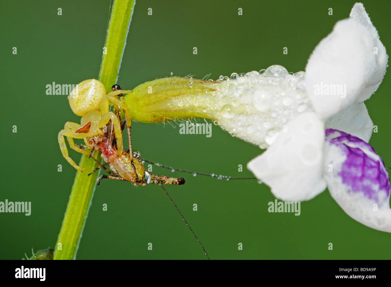spider and web in the parks Stock Photo - Alamy