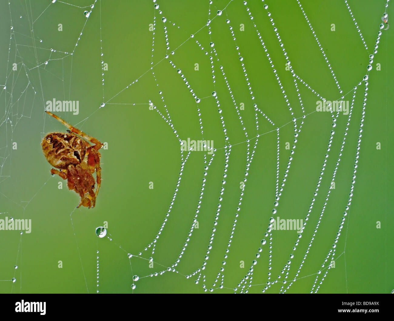 spider and web in the parks Stock Photo - Alamy