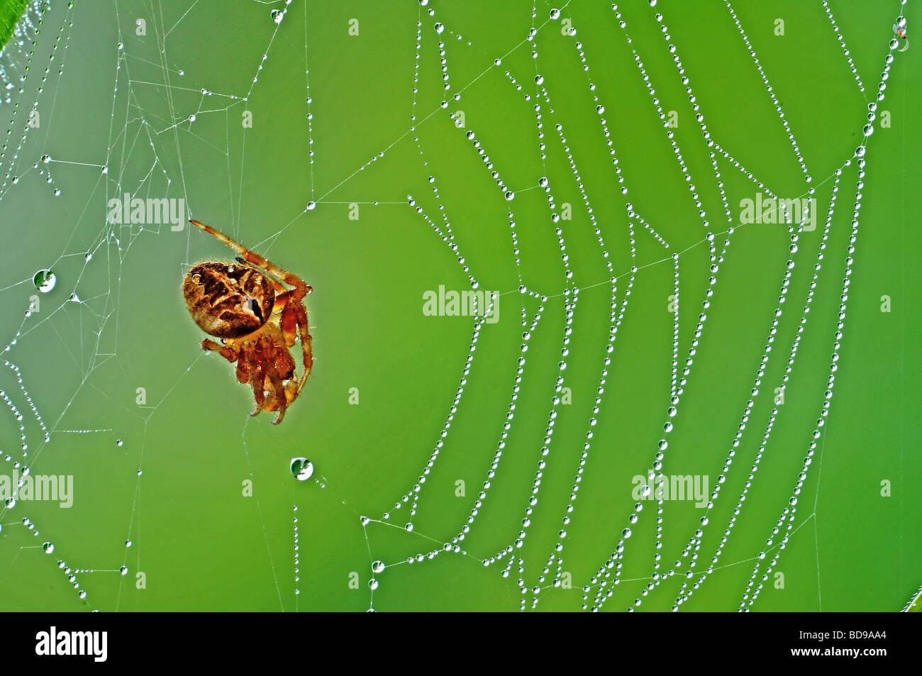 spider and web in the parks Stock Photo - Alamy