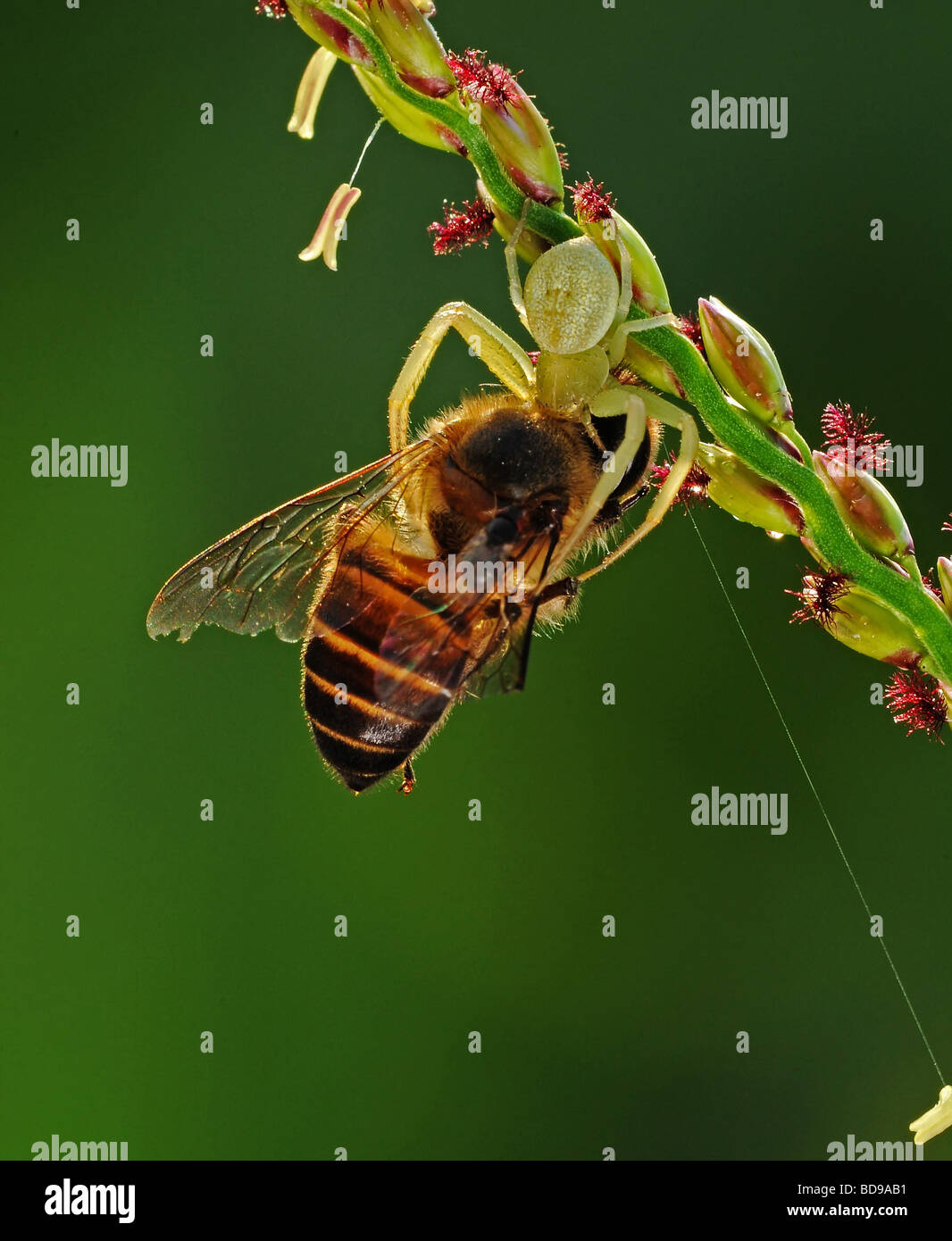 crab spider eating a bee Stock Photo - Alamy
