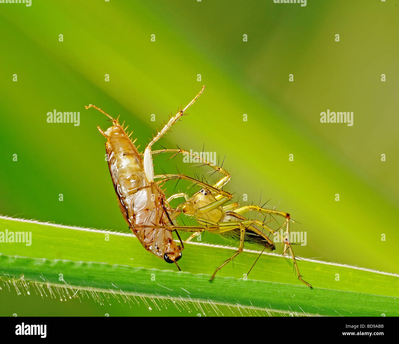 lynx spider eating an insect Stock Photo - Alamy