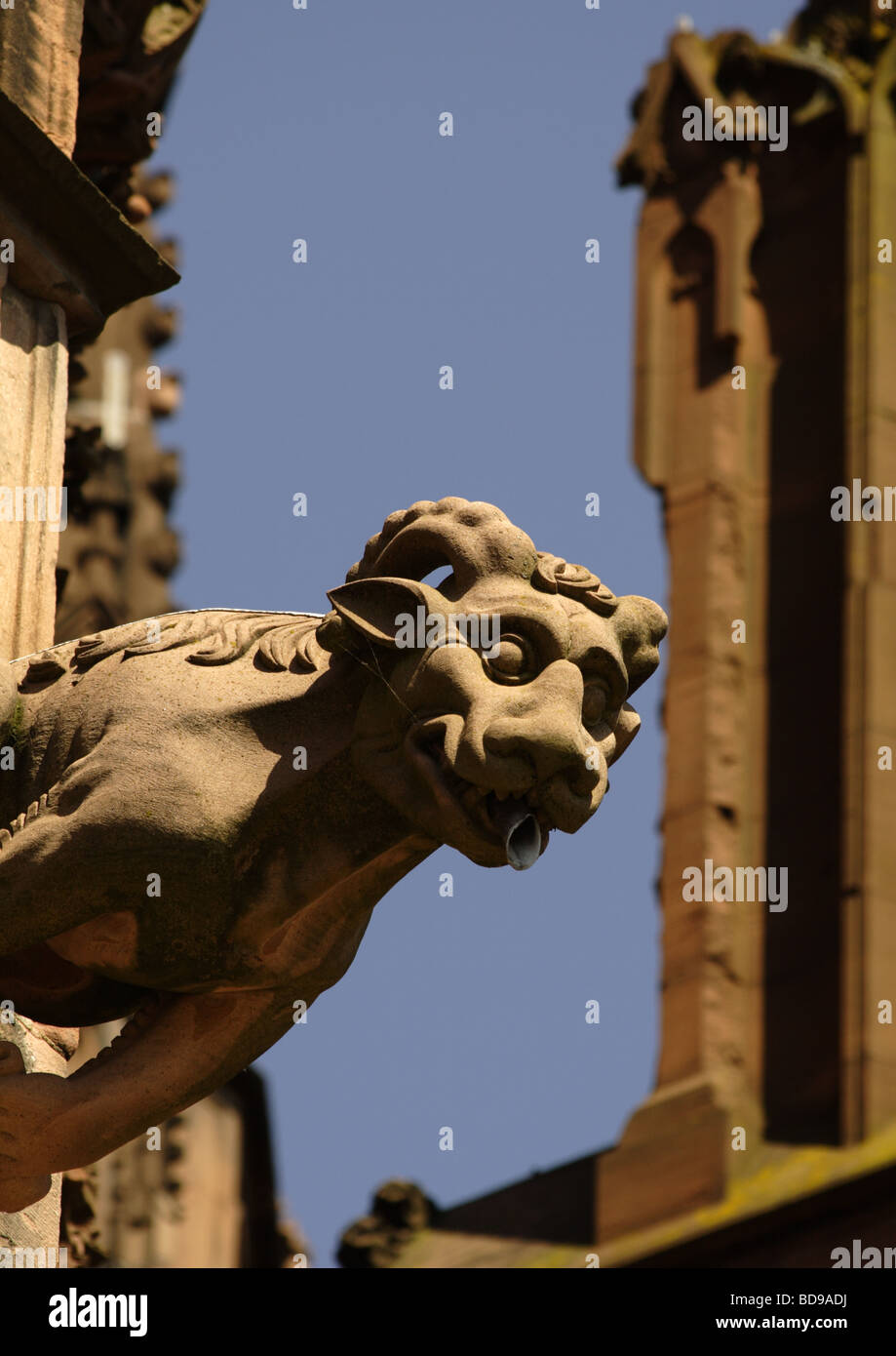 Gargoyles on freiburg cathedral freiburg hi-res stock photography and ...