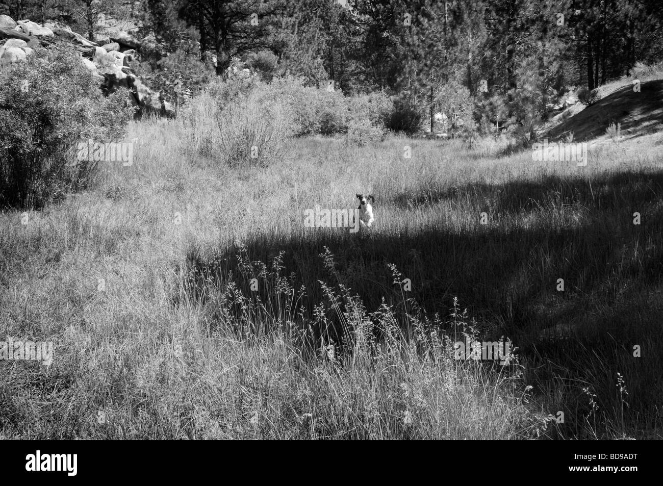 9 blue yellow Black and White Stock Photos & Images - Alamy