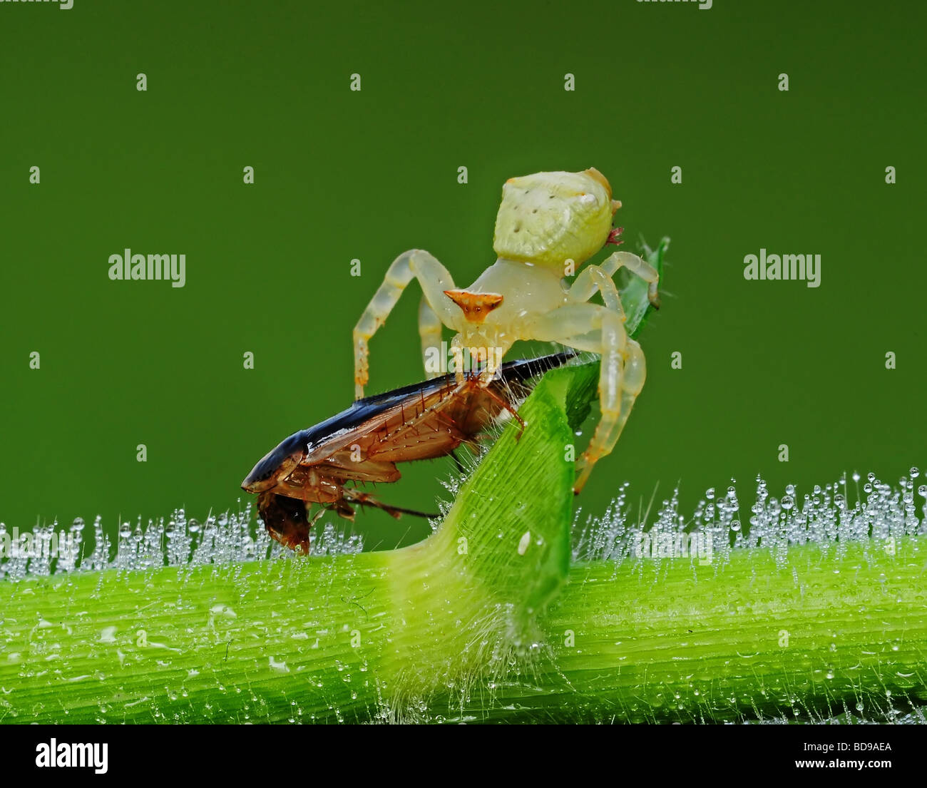 carb spider eating an insect in the parks Stock Photo - Alamy