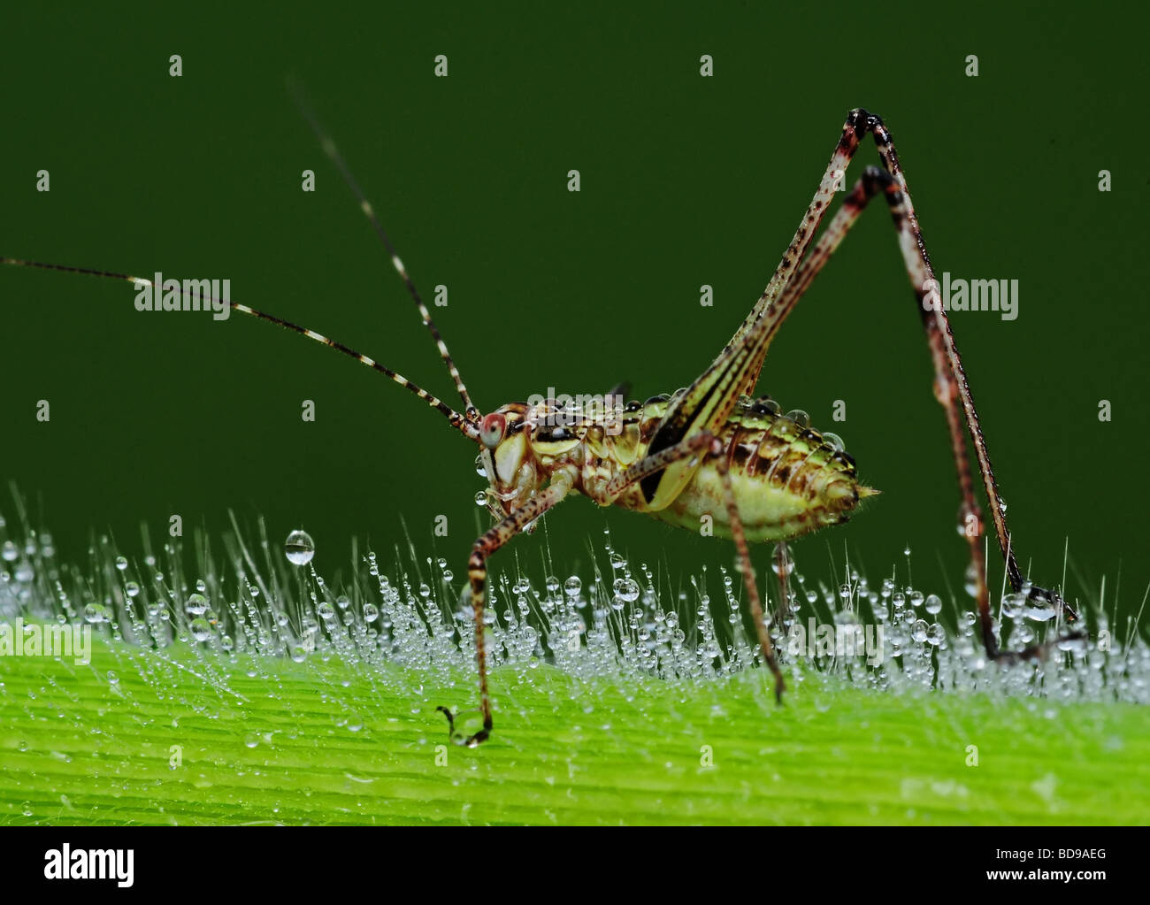 Grasshopper hi-res stock photography and images - Alamy