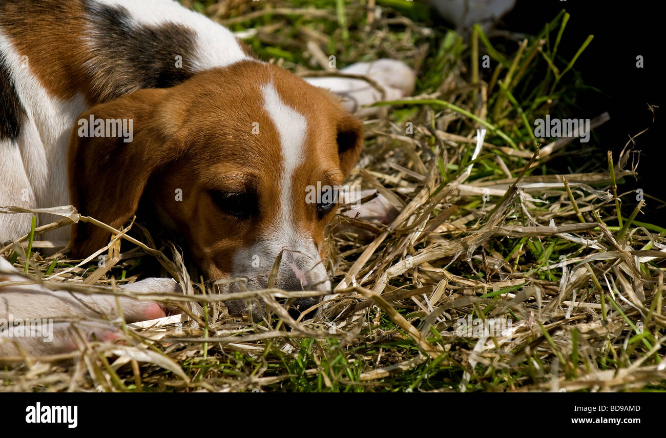 Lambo beagle pack hi-res stock photography and images - Alamy