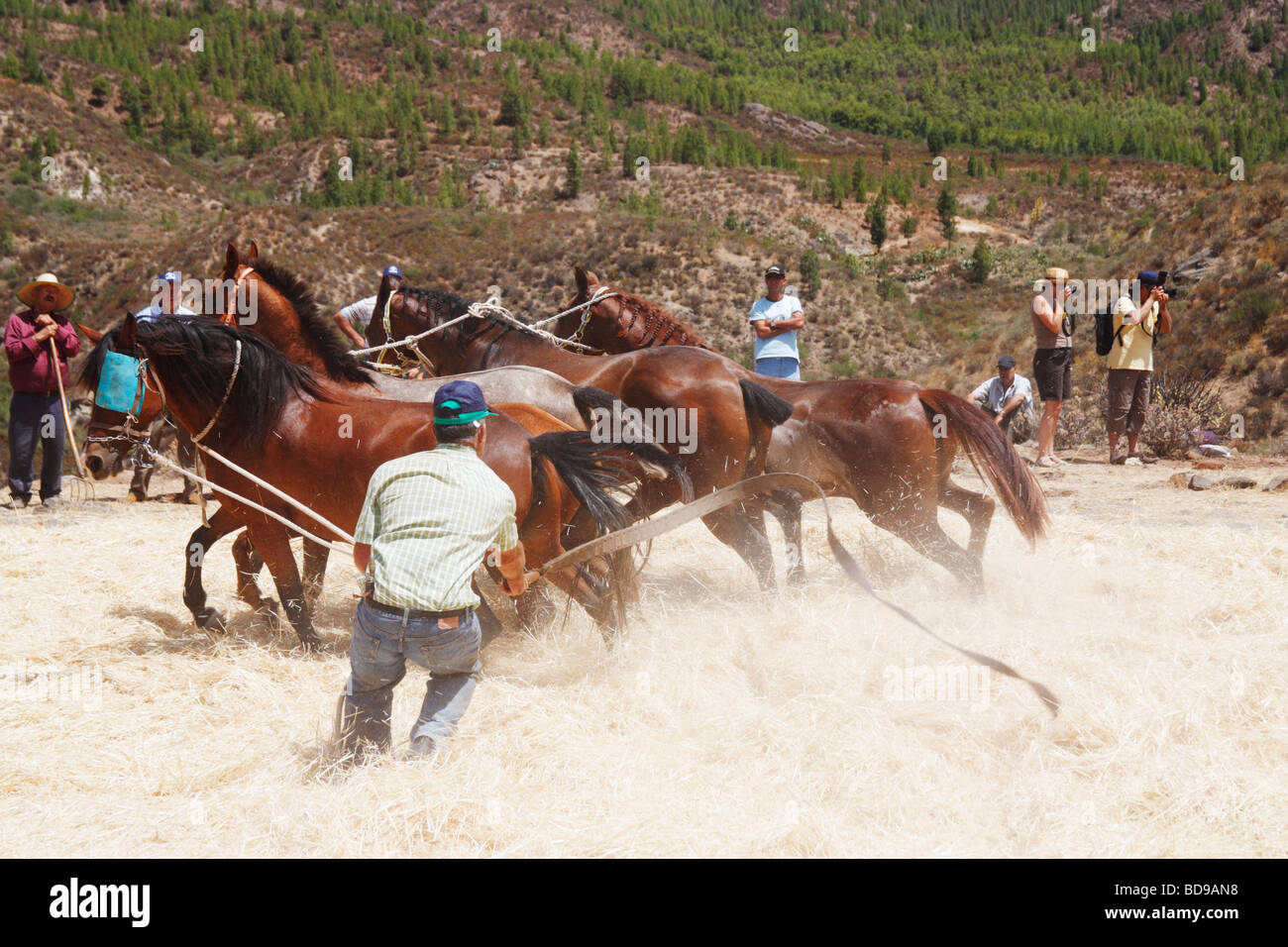 Wheat threshing hi-res stock photography and images - Alamy