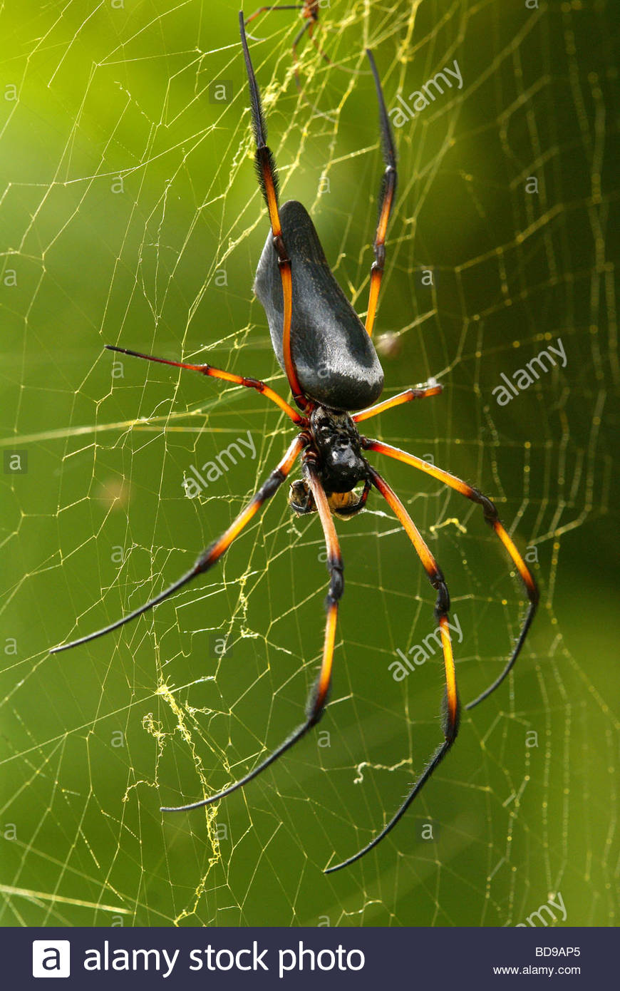 Nephila Inaurata High Resolution Stock Photography and Images - Alamy