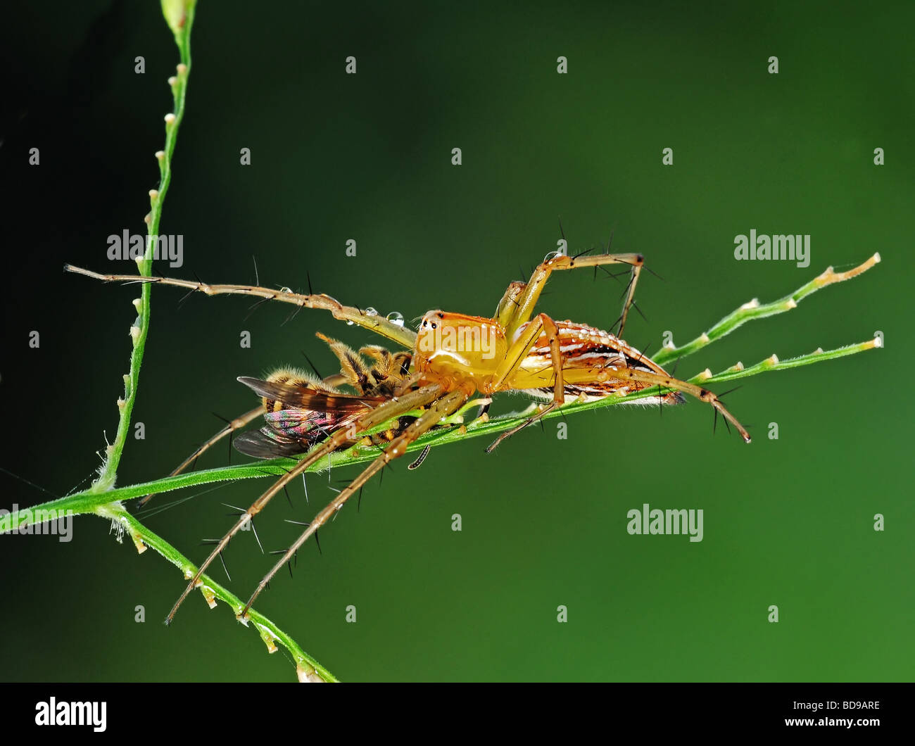 lynx spider eating a bee Stock Photo - Alamy
